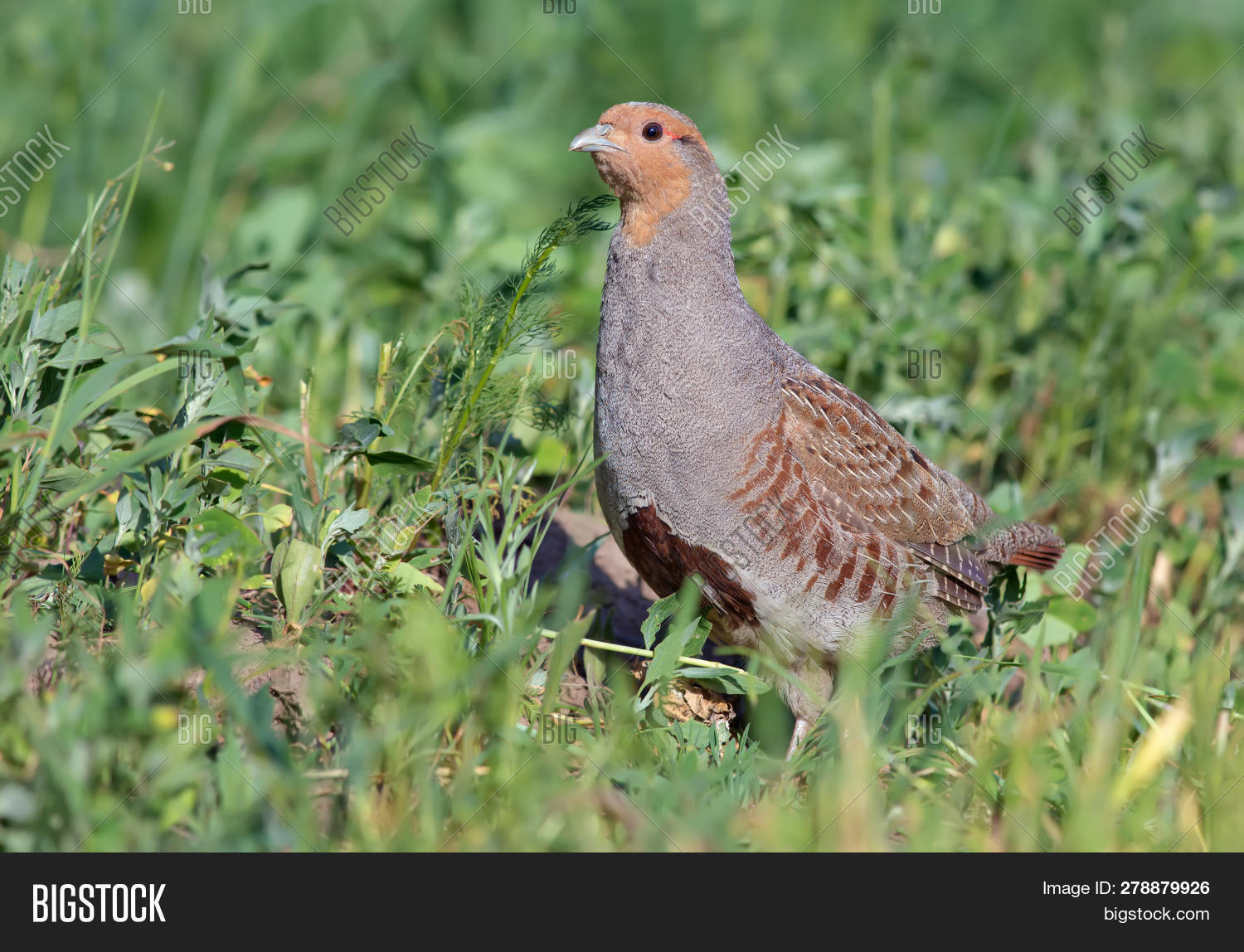 Grey Partridge Posing Image & Photo (Free Trial) | Bigstock