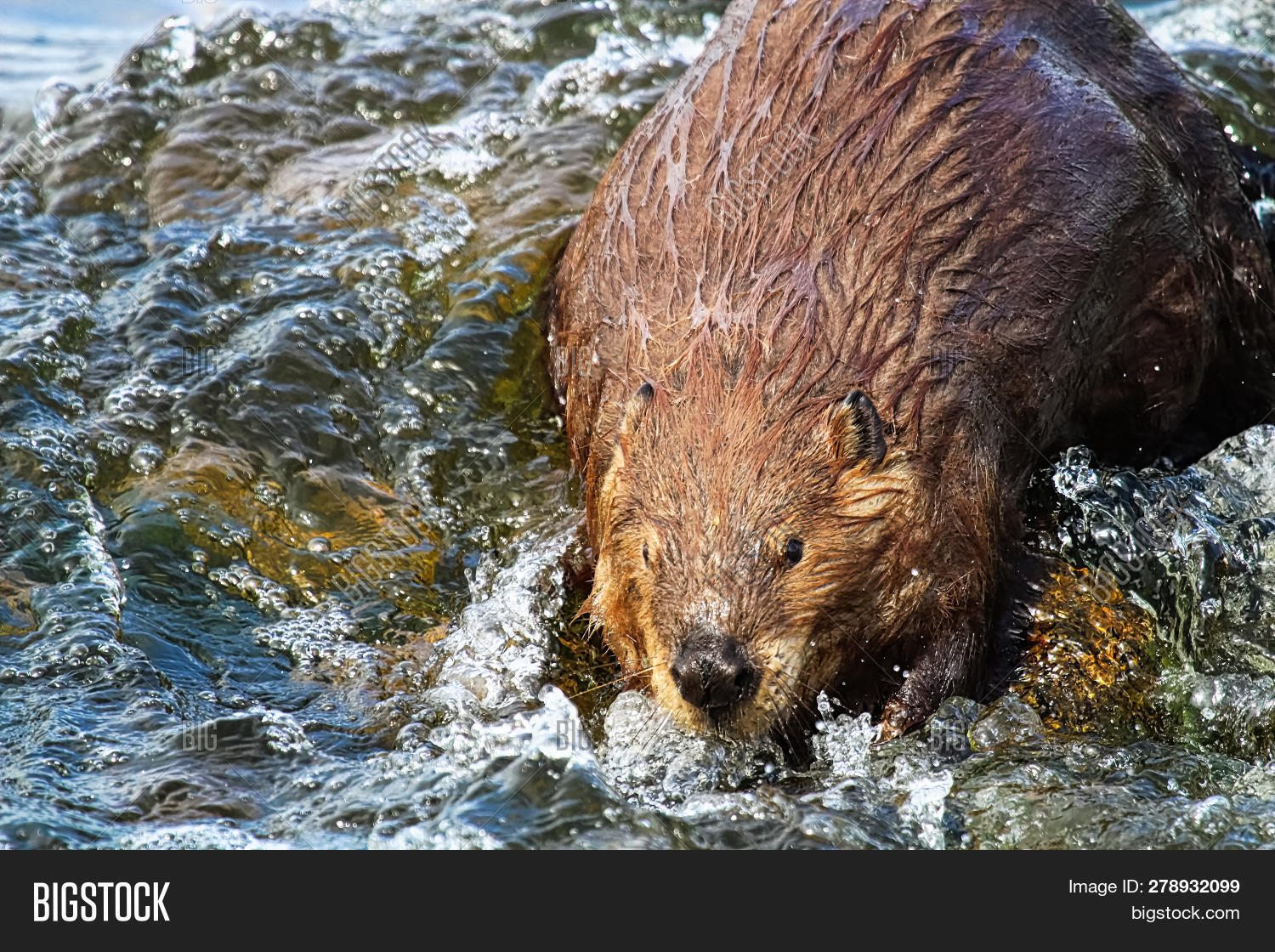 Beaver Looking Towards Image & Photo (Free Trial) | Bigstock