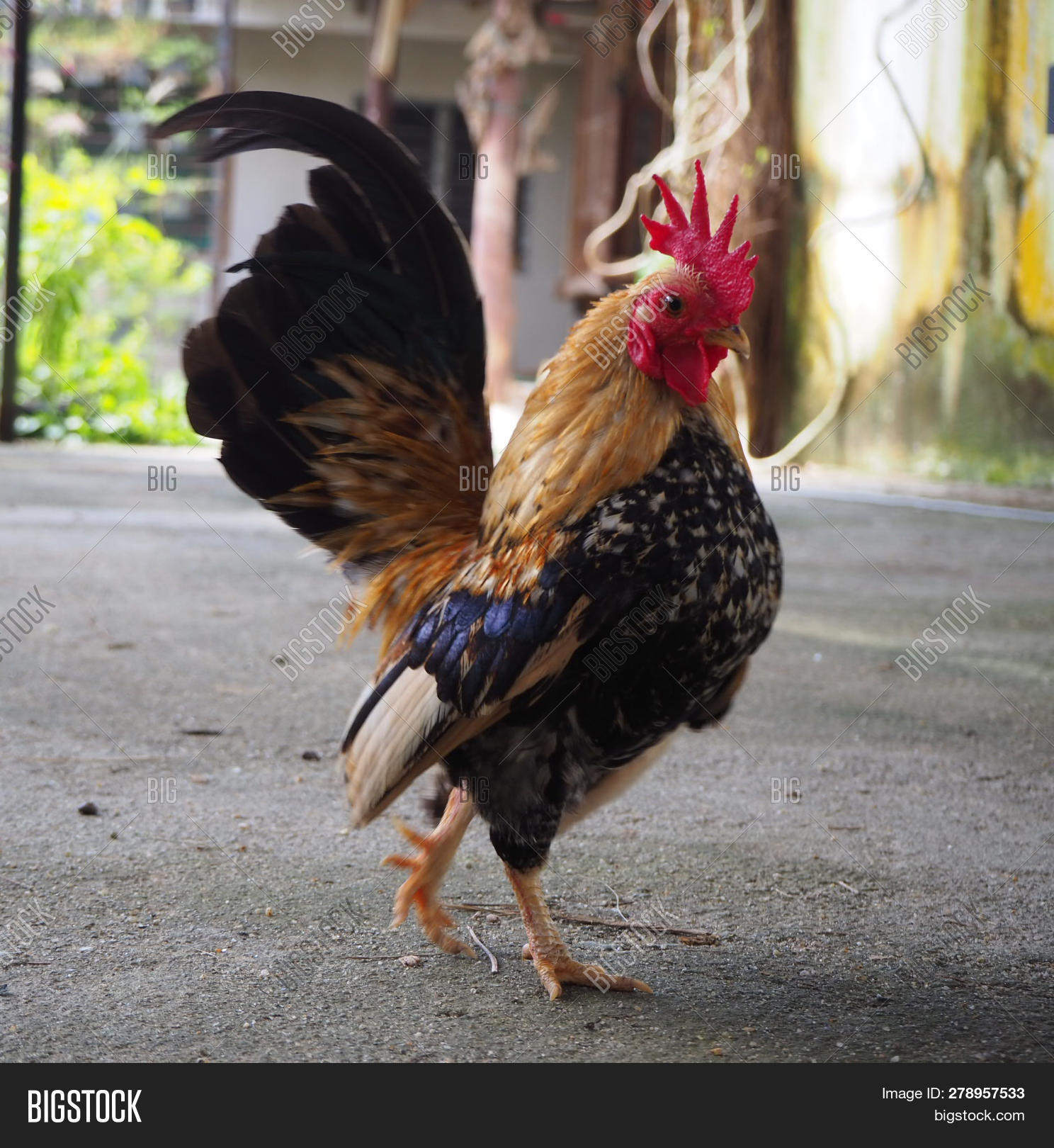 Serama- Malaysian Image & Photo (Free Trial) | Bigstock