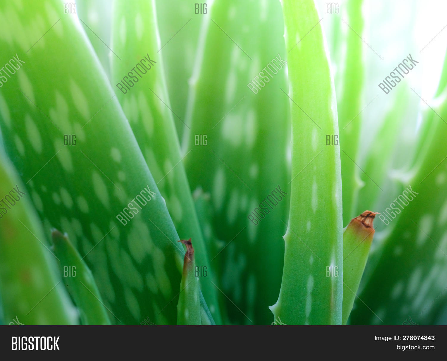 Close Aloe Vera Tree Image & Photo (Free Trial) | Bigstock