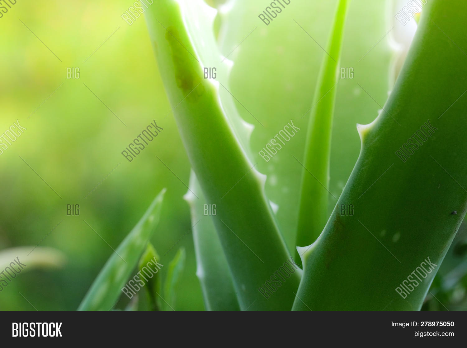 Close Aloe Vera Tree Image & Photo (Free Trial) | Bigstock