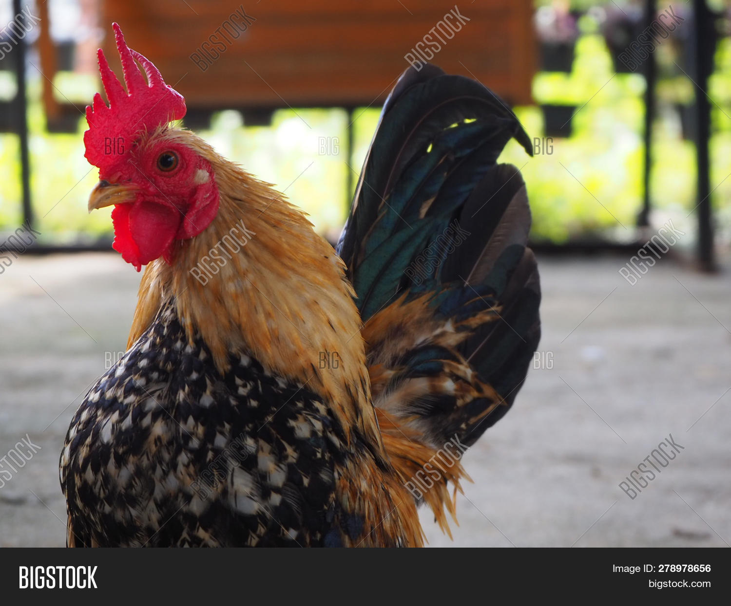 Close Beautiful Cock Image & Photo (Free Trial) | Bigstock