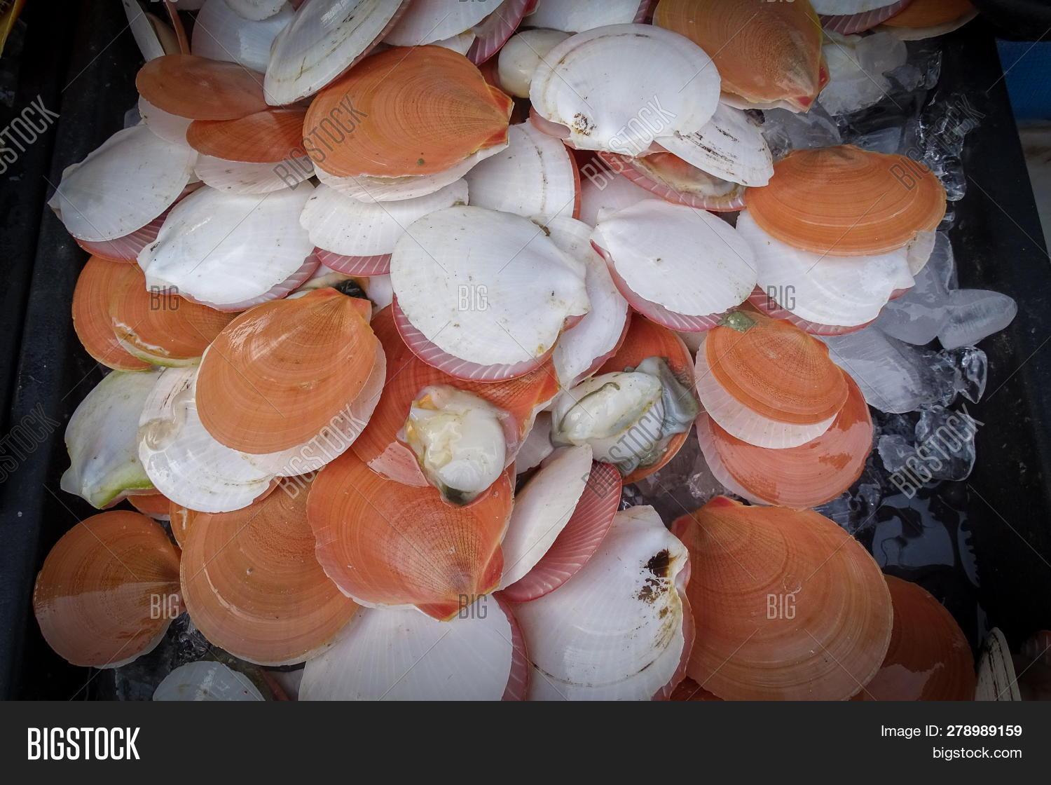 Beautiful Scallop Image & Photo (Free Trial) | Bigstock