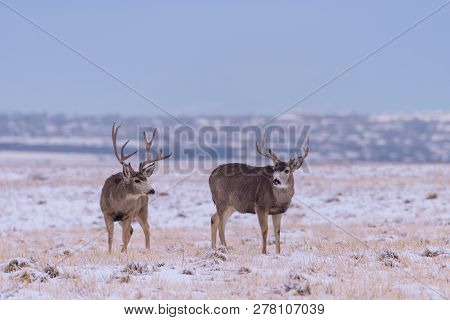 Two Mule Deer Bucks Image & Photo (Free Trial) | Bigstock