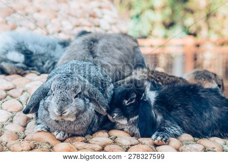 Cute Rabbits Resting Image & Photo (Free Trial) | Bigstock