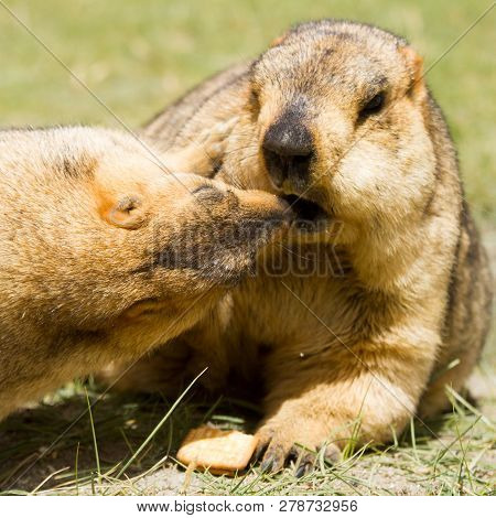 Couple Funny Marmots Image & Photo (Free Trial) | Bigstock