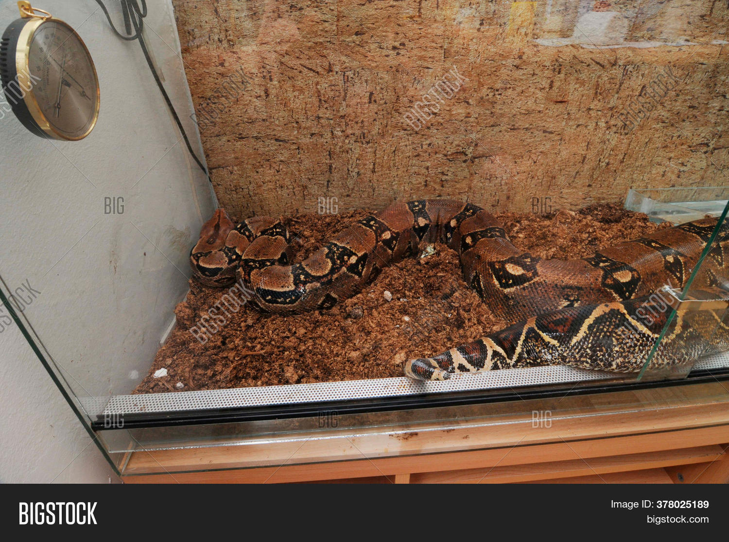 Python Terrarium, One Image & Photo (Free Trial) | Bigstock