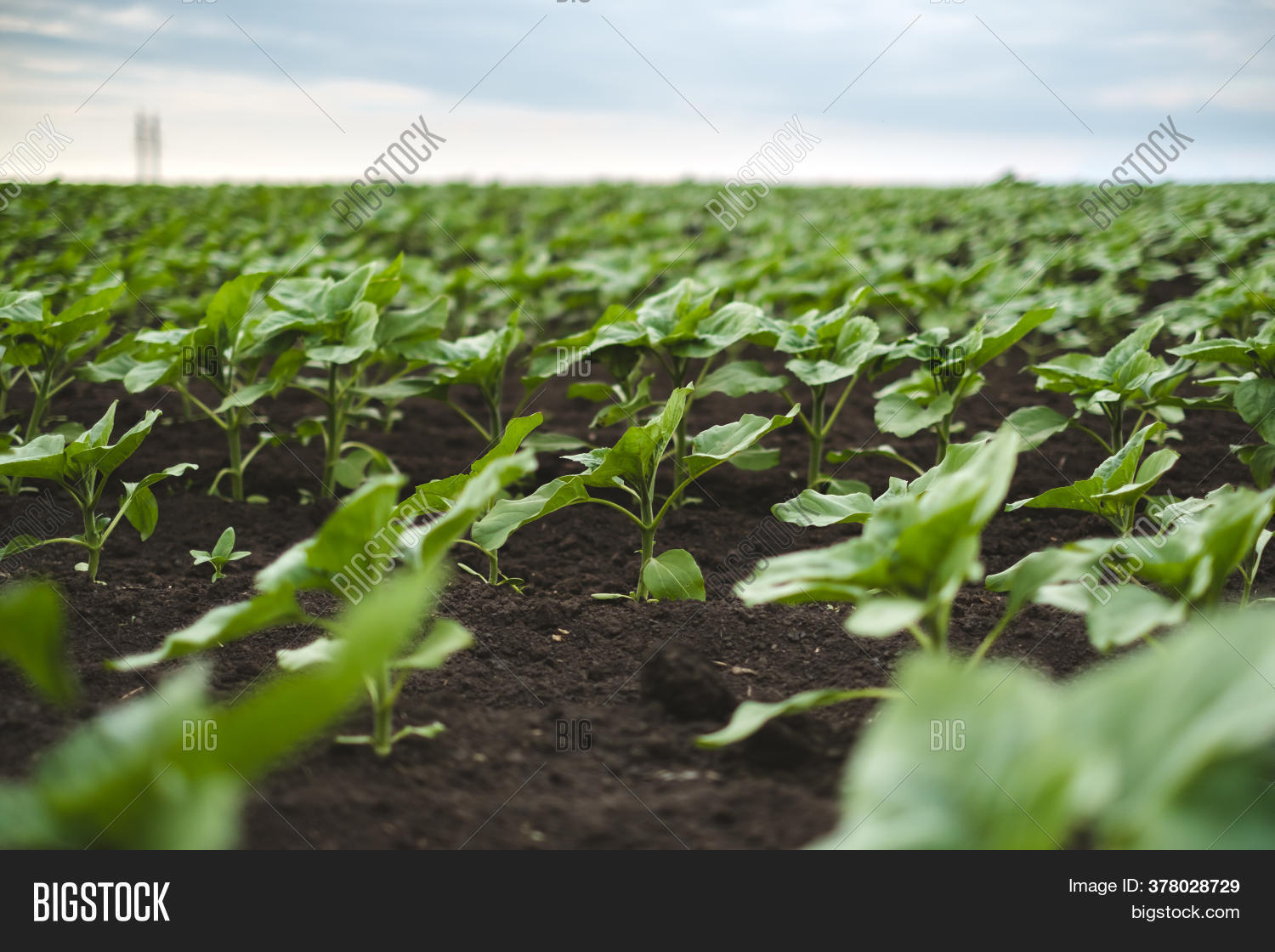 Field Plantation Image & Photo (Free Trial) | Bigstock