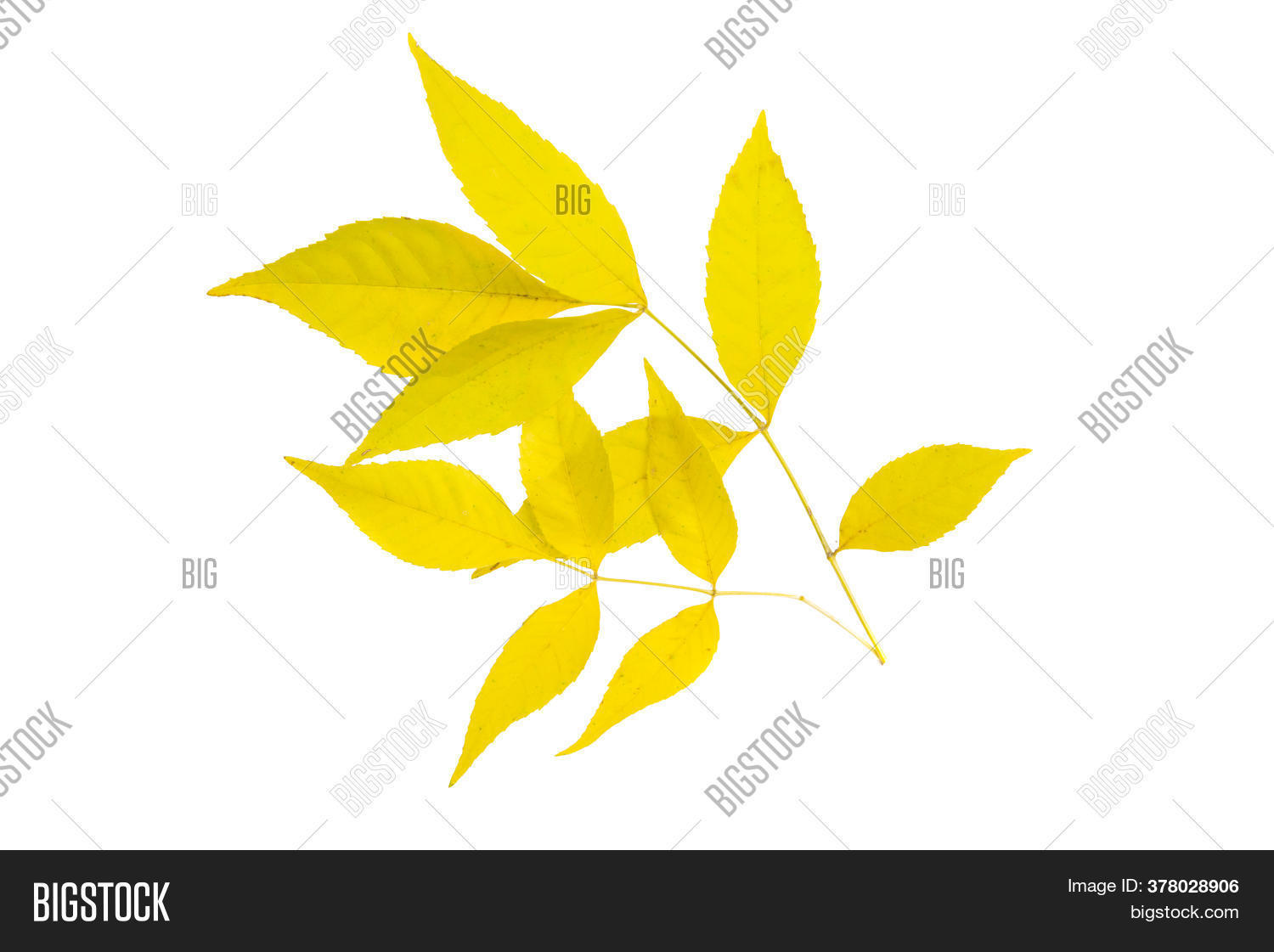 Autumn Yellow Leaves Image & Photo (Free Trial) | Bigstock