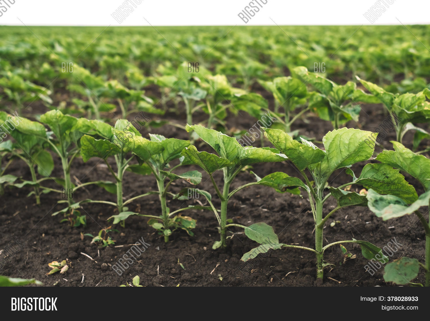 Field Plantation Image & Photo (Free Trial) | Bigstock