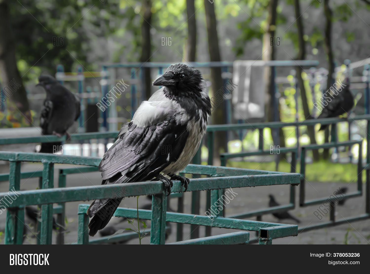 Crow Two Pigeons Image & Photo (Free Trial) | Bigstock