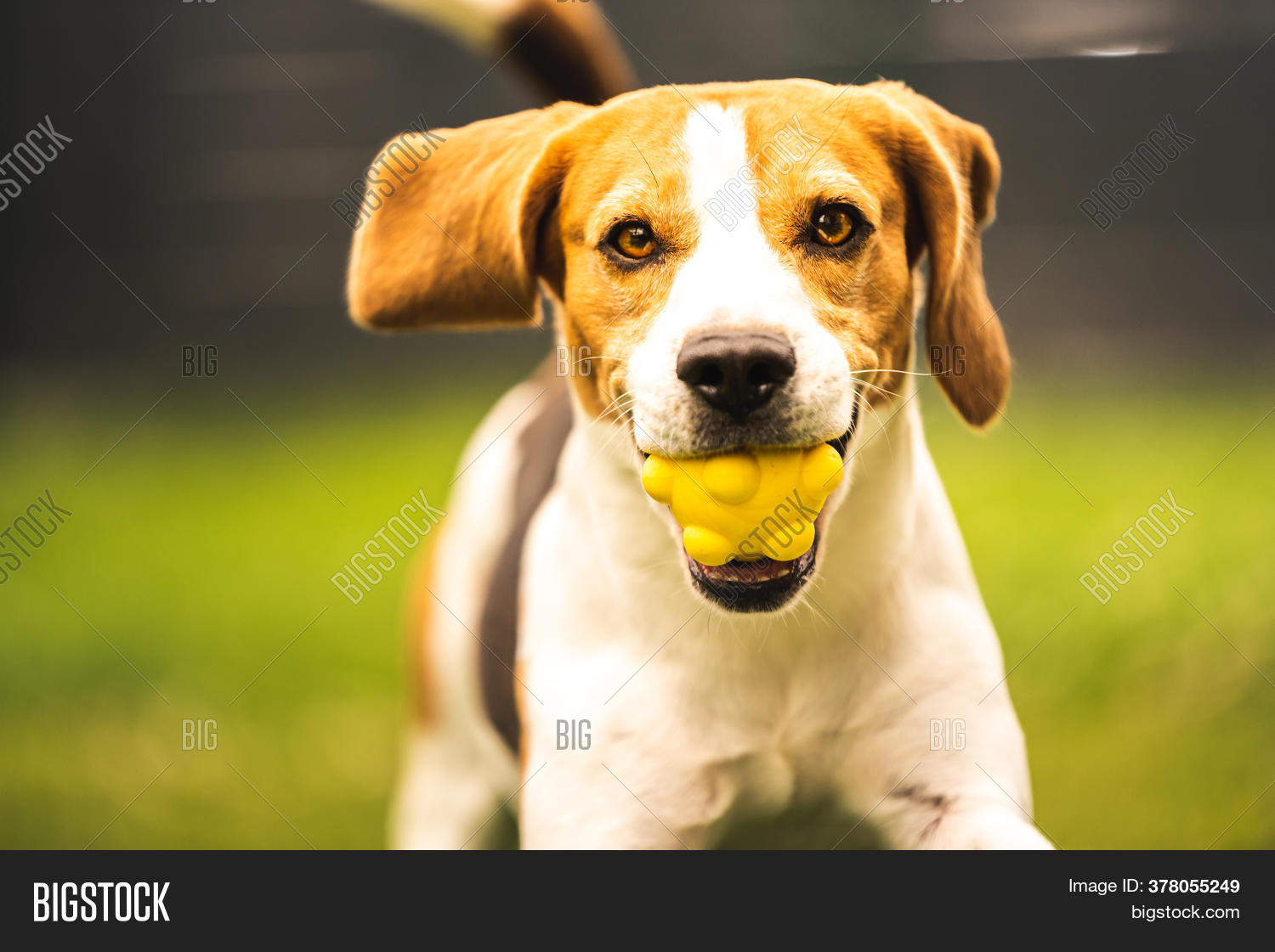 Dog Fetch Yellow Ball Image & Photo (Free Trial) | Bigstock