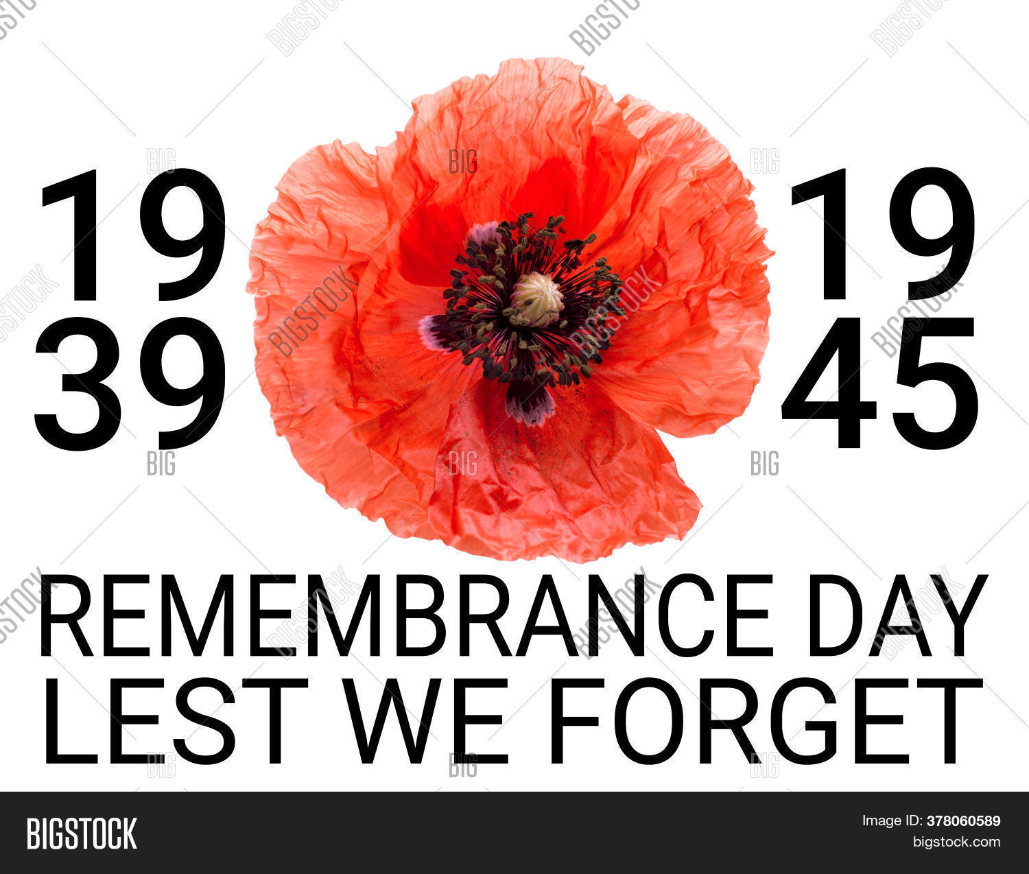 Remembrance Poppy Image & Photo (Free Trial) | Bigstock