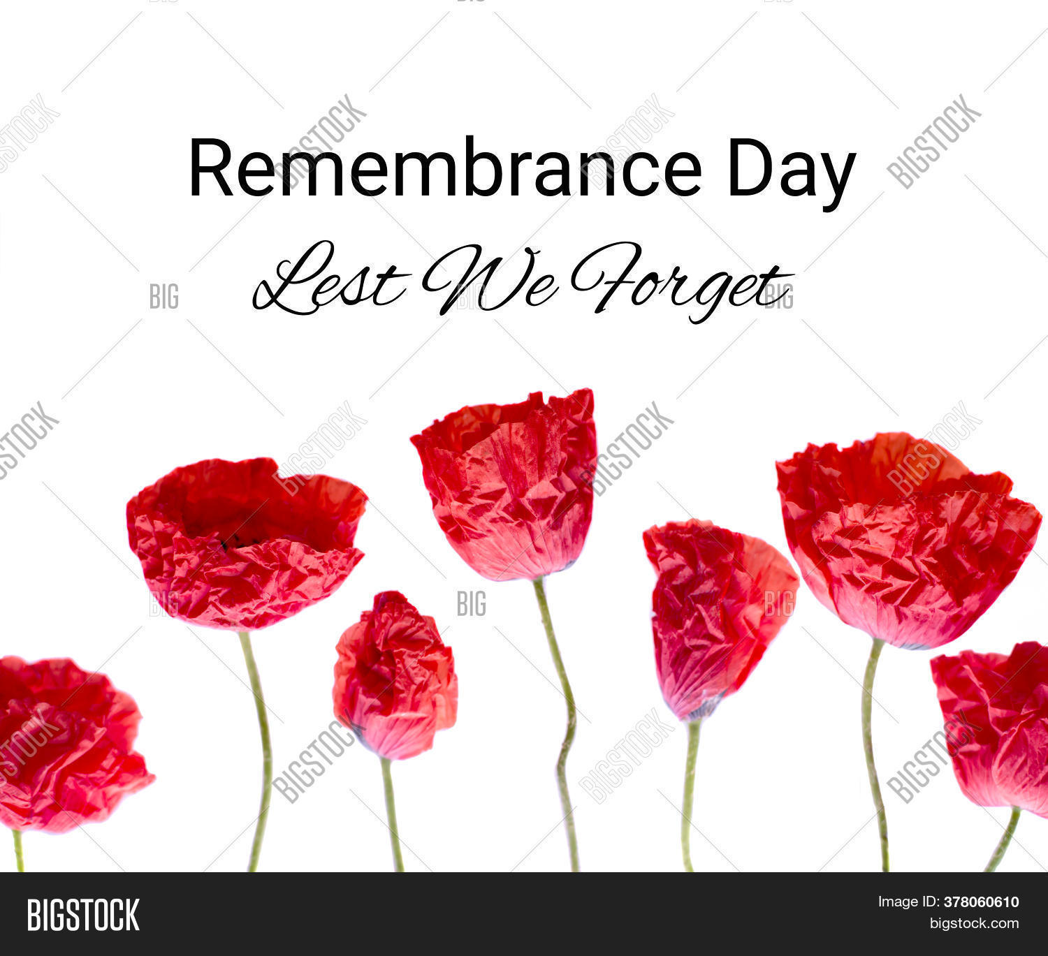 Remembrance Poppy Image & Photo (Free Trial) | Bigstock