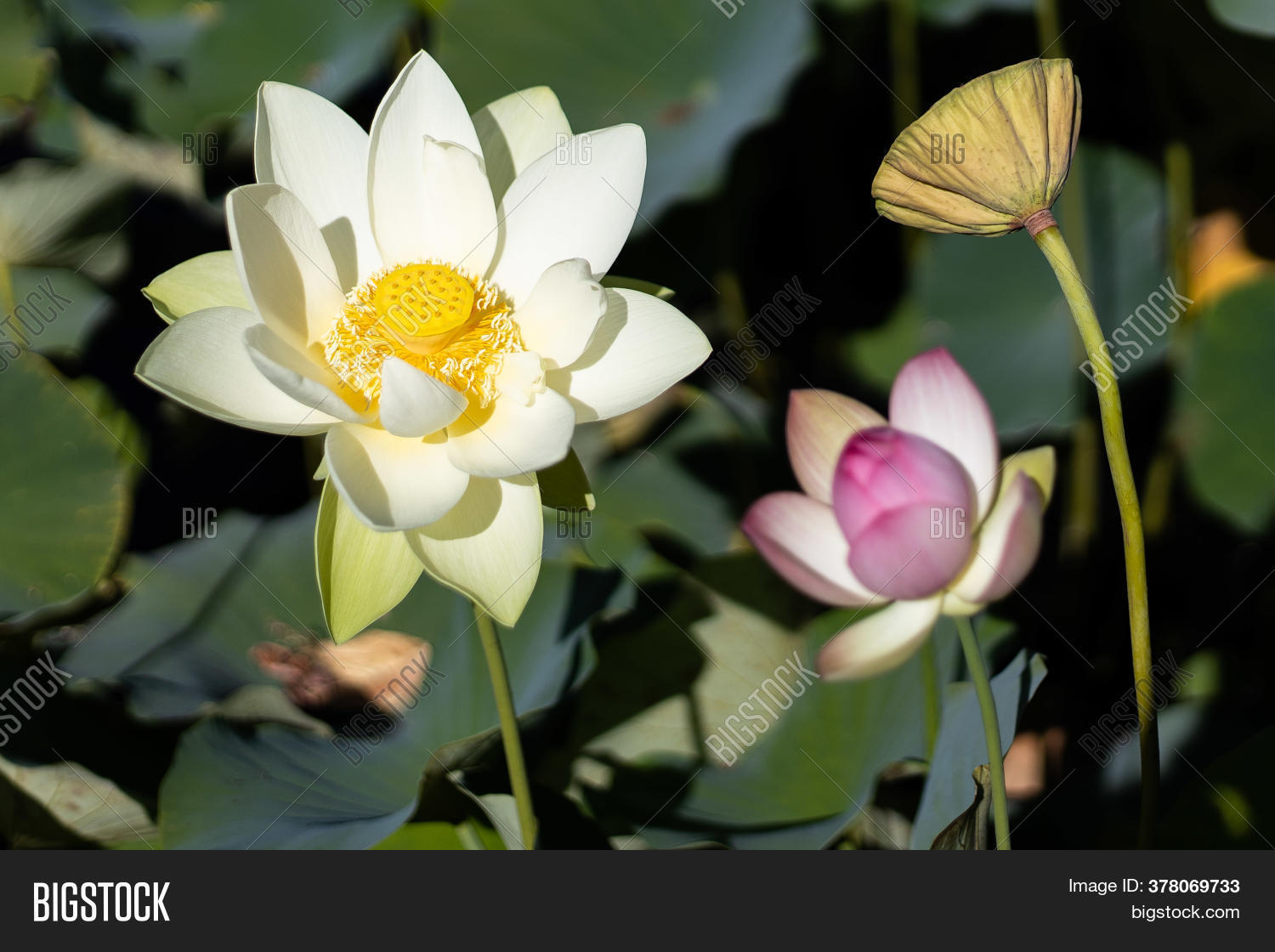 Trio Water Lotus Image & Photo (Free Trial) | Bigstock