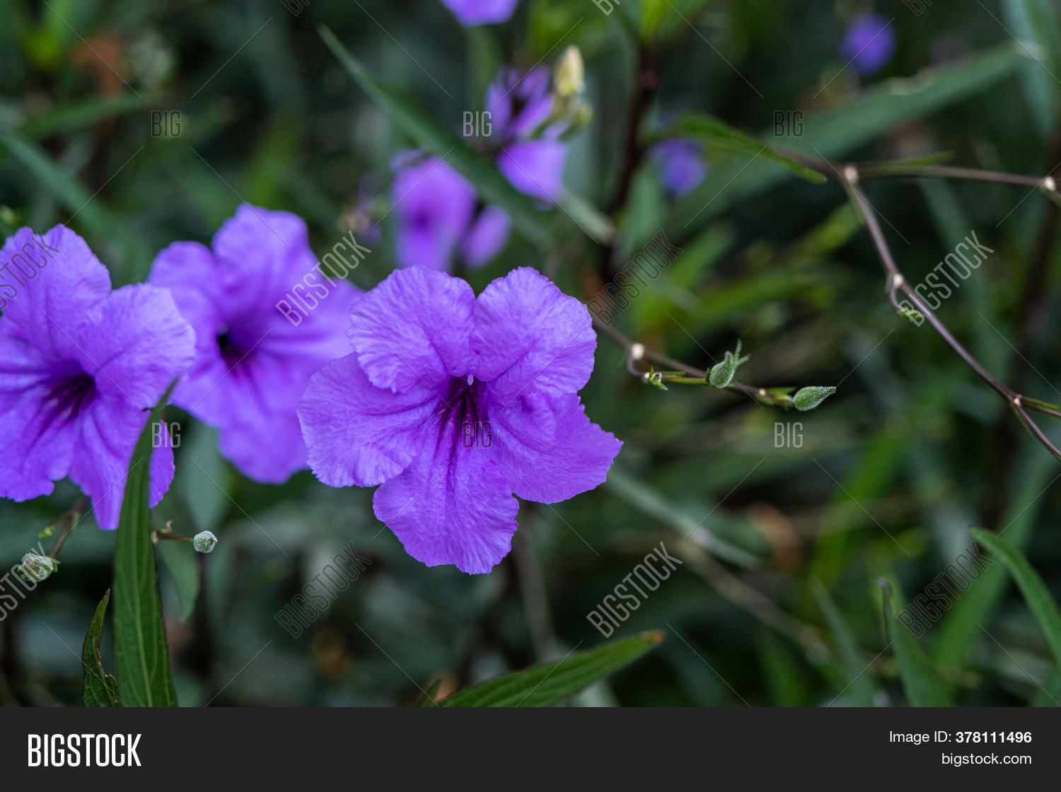 Purple Ruellia Image & Photo (Free Trial) | Bigstock