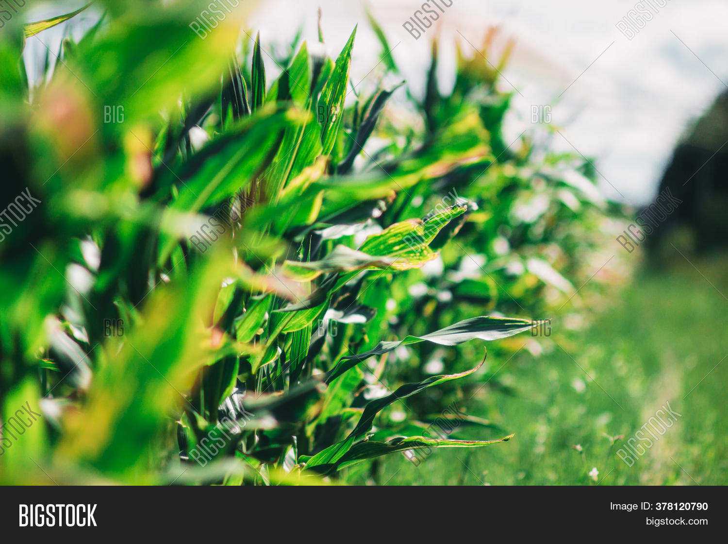 Young Green Corn On Image & Photo (Free Trial) | Bigstock