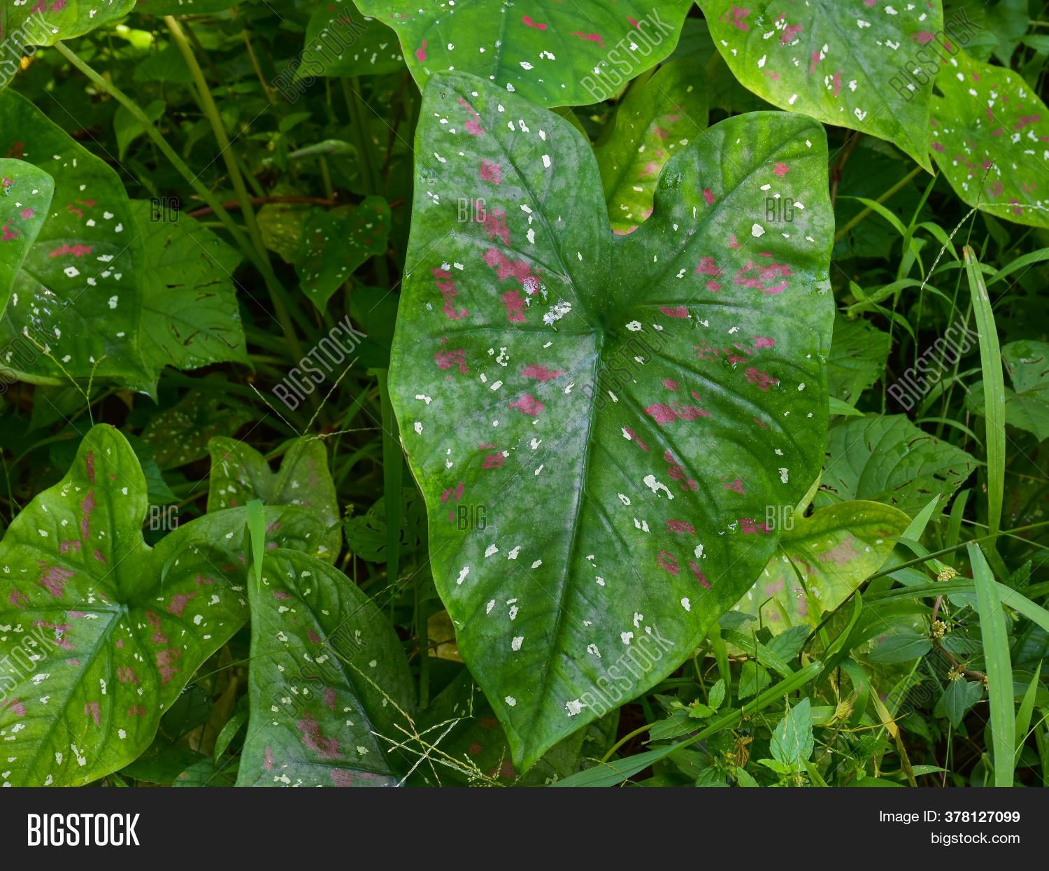 Fancy-leafed Caladium Image & Photo (Free Trial) | Bigstock