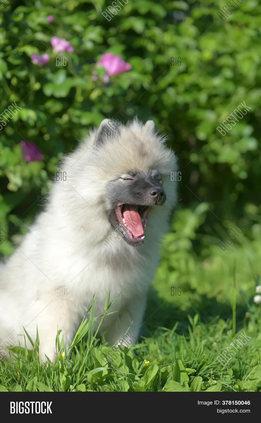 Keeshond Wolfspitz Image & Photo (Free Trial) | Bigstock