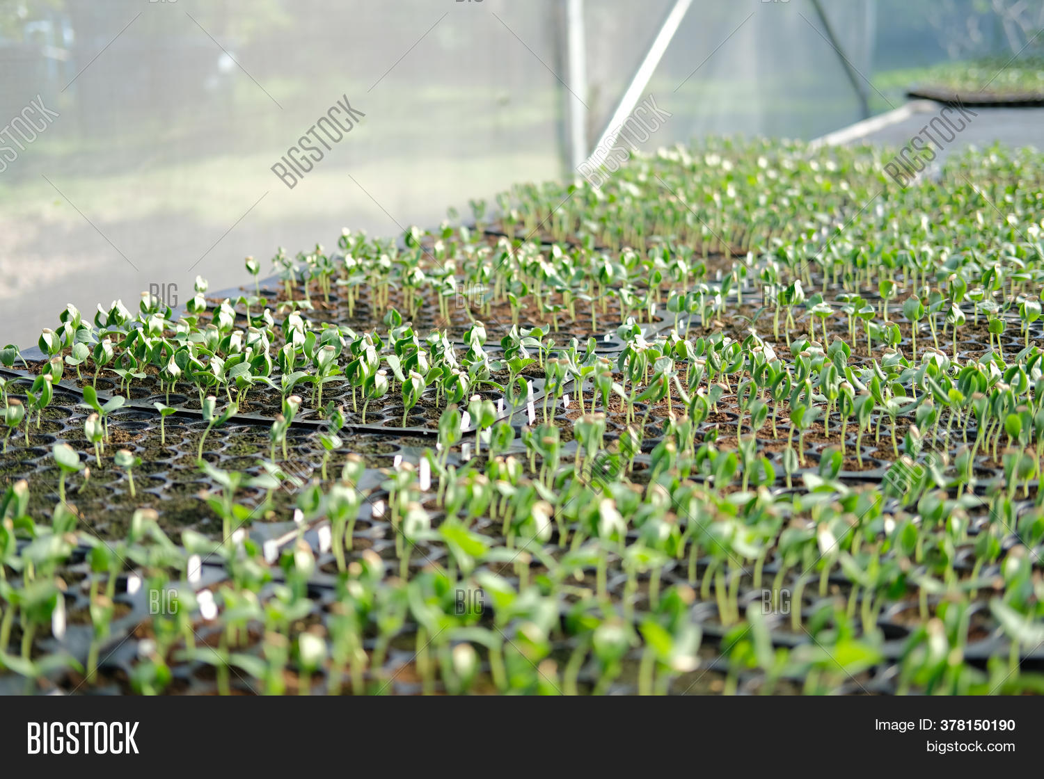 Watermelon Sprout Image & Photo (Free Trial) | Bigstock