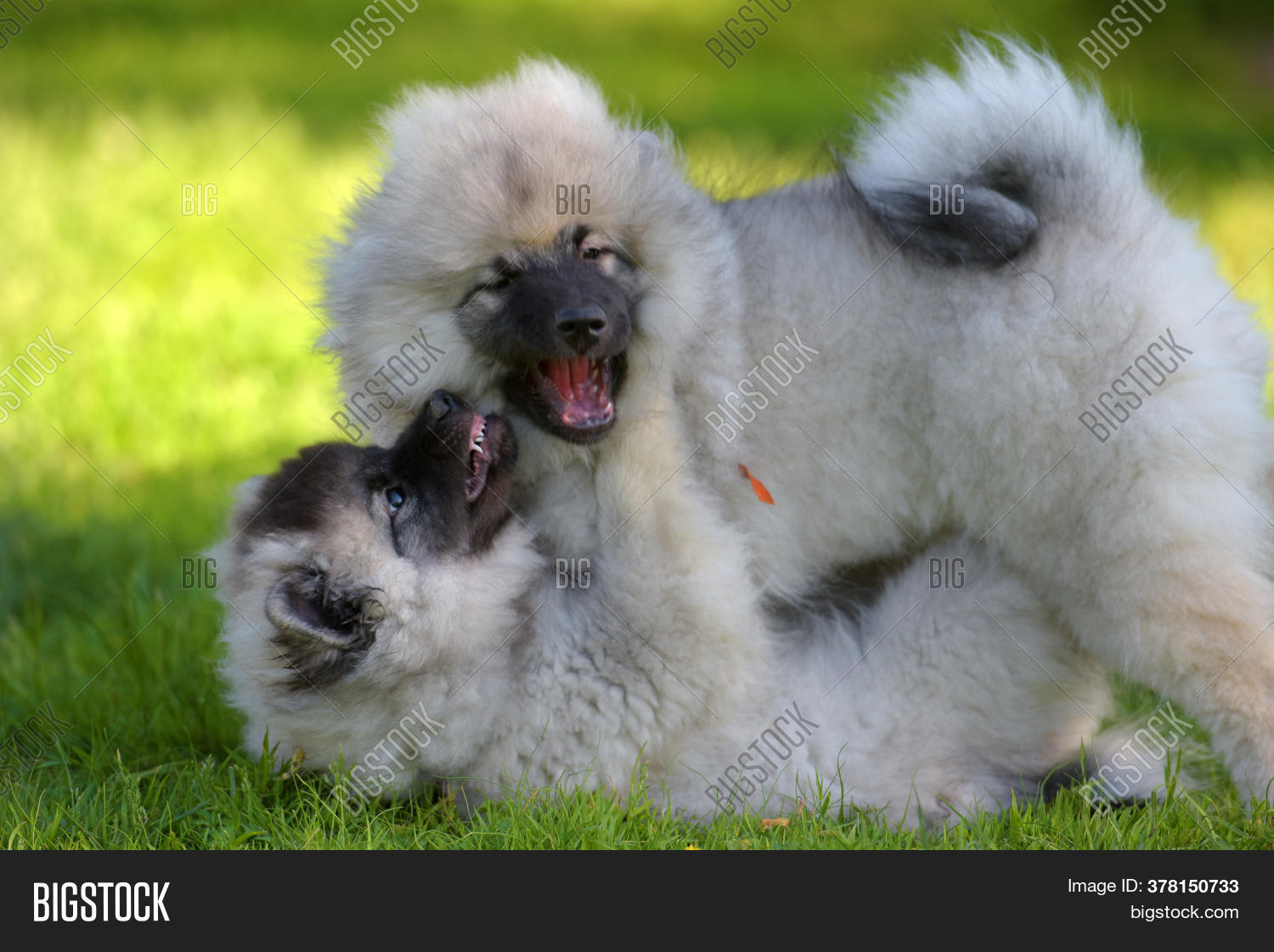 Two Wolf Spitz Puppies Image & Photo (Free Trial) | Bigstock