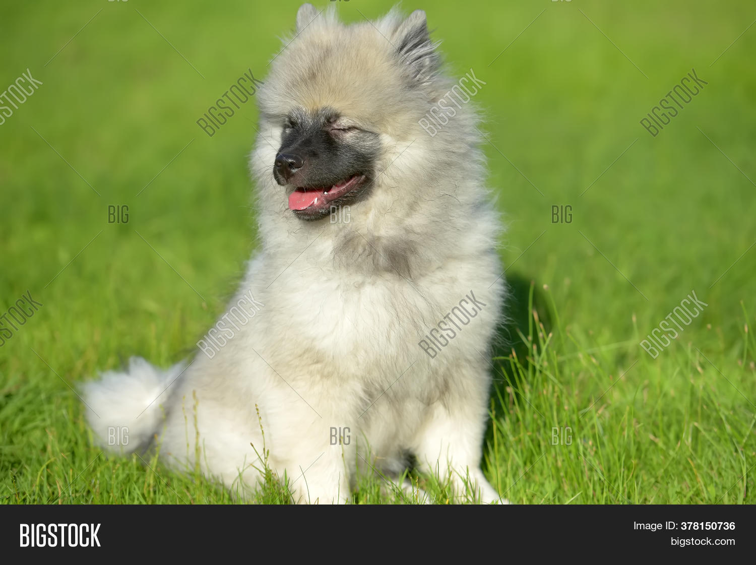 Keeshond Wolfspitz Image & Photo (Free Trial) | Bigstock