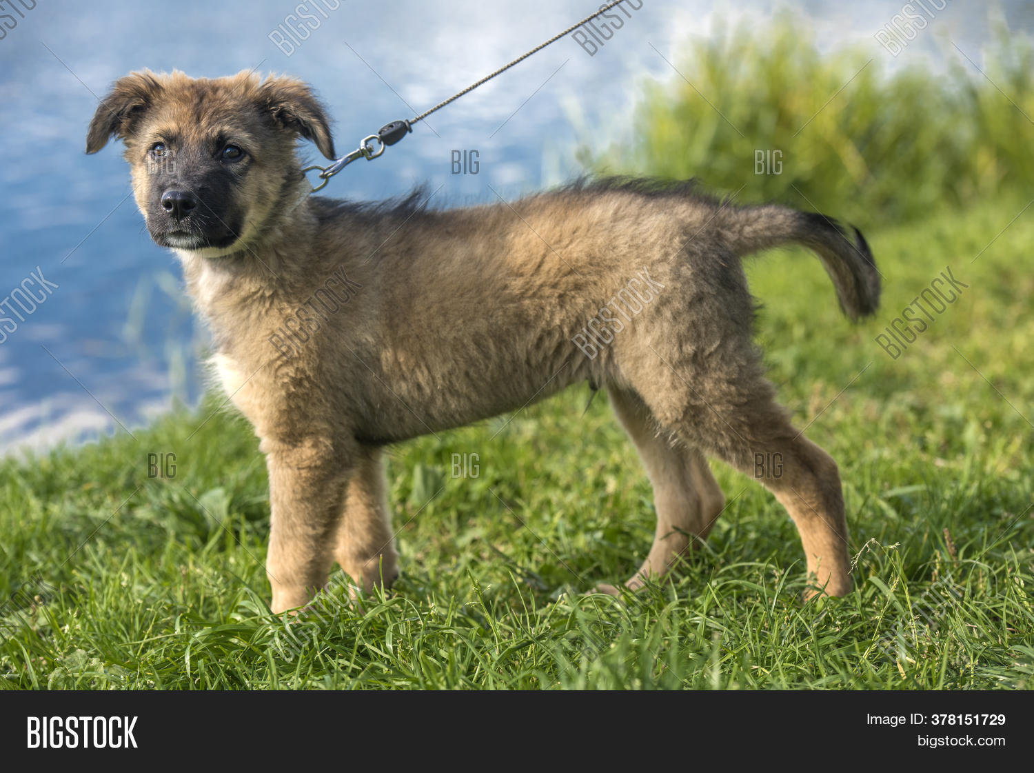 Brown Puppy Pooch By Image & Photo (Free Trial) | Bigstock