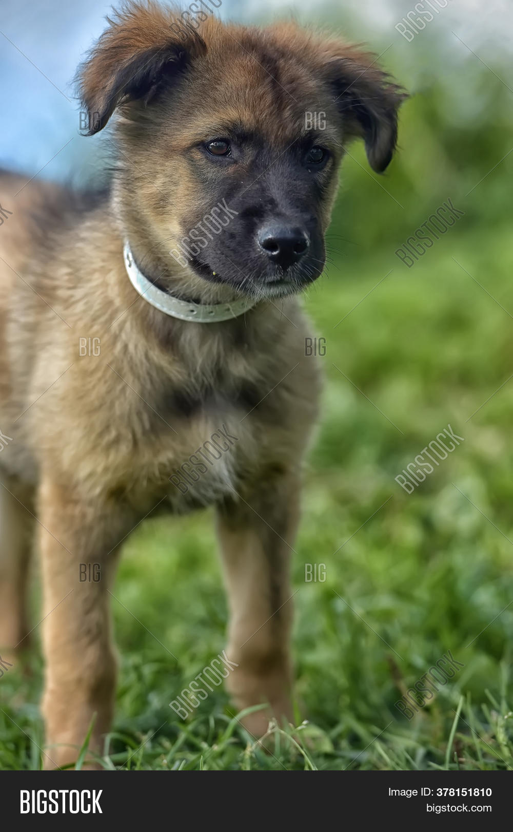 Brown Puppy Pooch By Image & Photo (Free Trial) | Bigstock