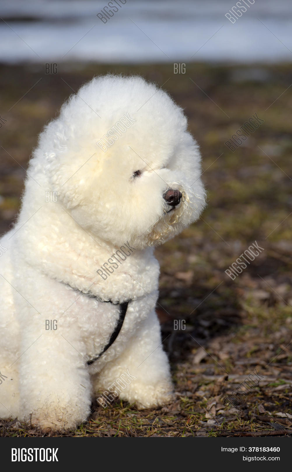 Bichon Frize Breed Image & Photo (Free Trial) | Bigstock