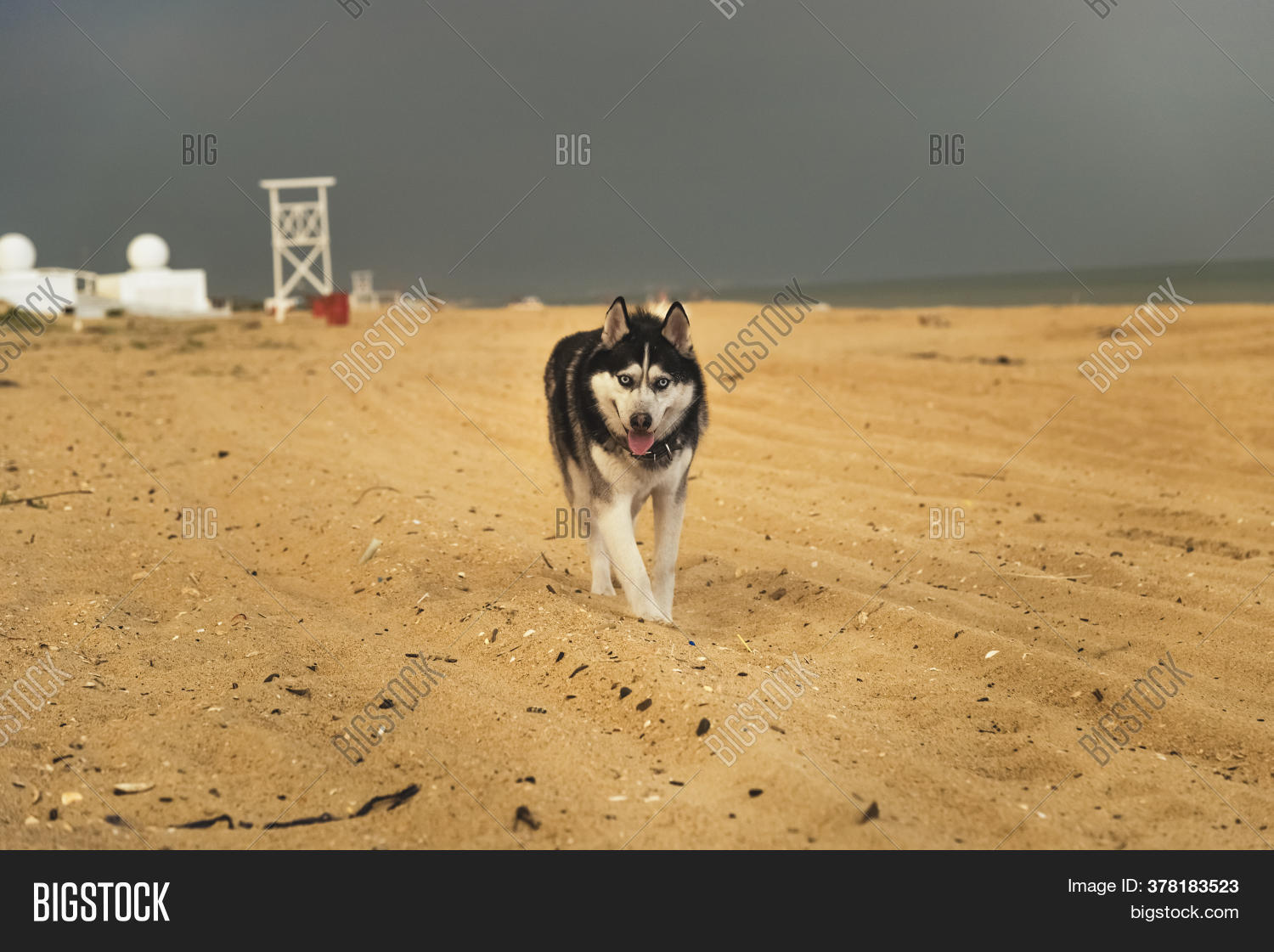 Dog Siberian Husky Image & Photo (Free Trial) | Bigstock