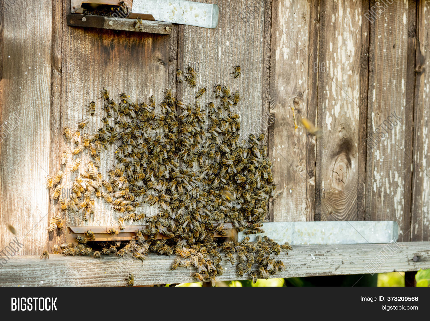 Bees Returning Bee Image & Photo (Free Trial) | Bigstock
