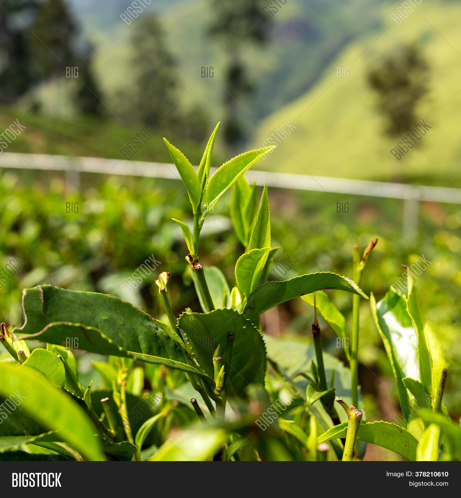 Leaves Tea Tree Bush Image & Photo (Free Trial) | Bigstock
