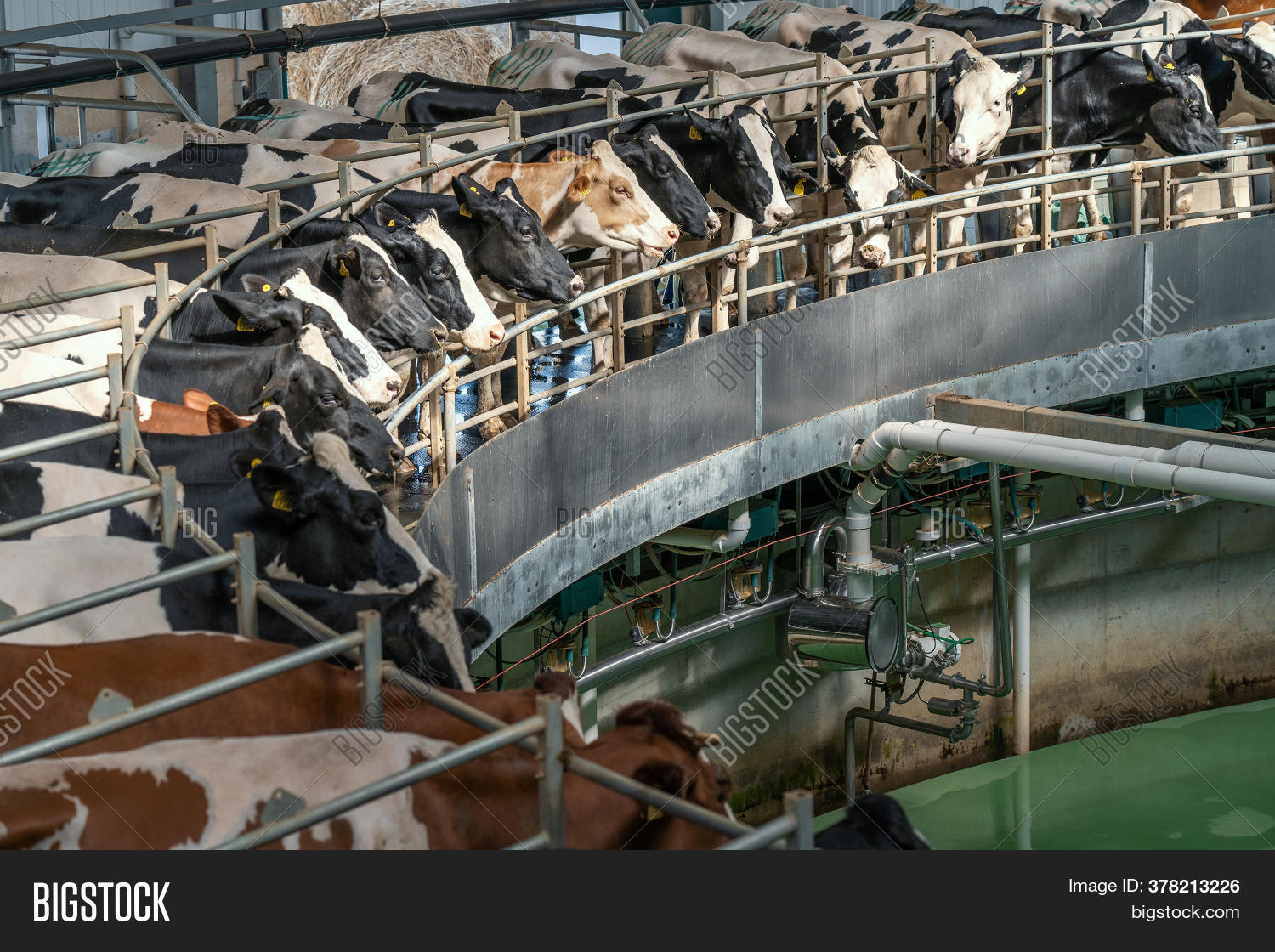 Automated Rotary Cow Image & Photo (Free Trial) | Bigstock