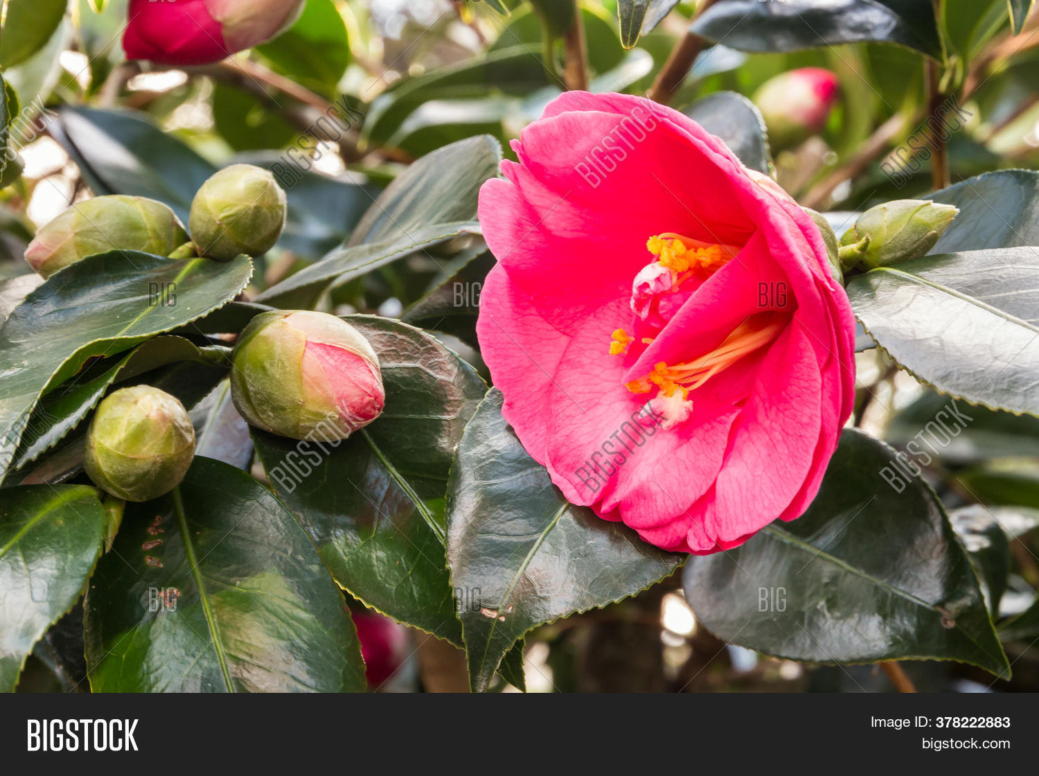 Closeup Pink Camellia Image & Photo (Free Trial) | Bigstock
