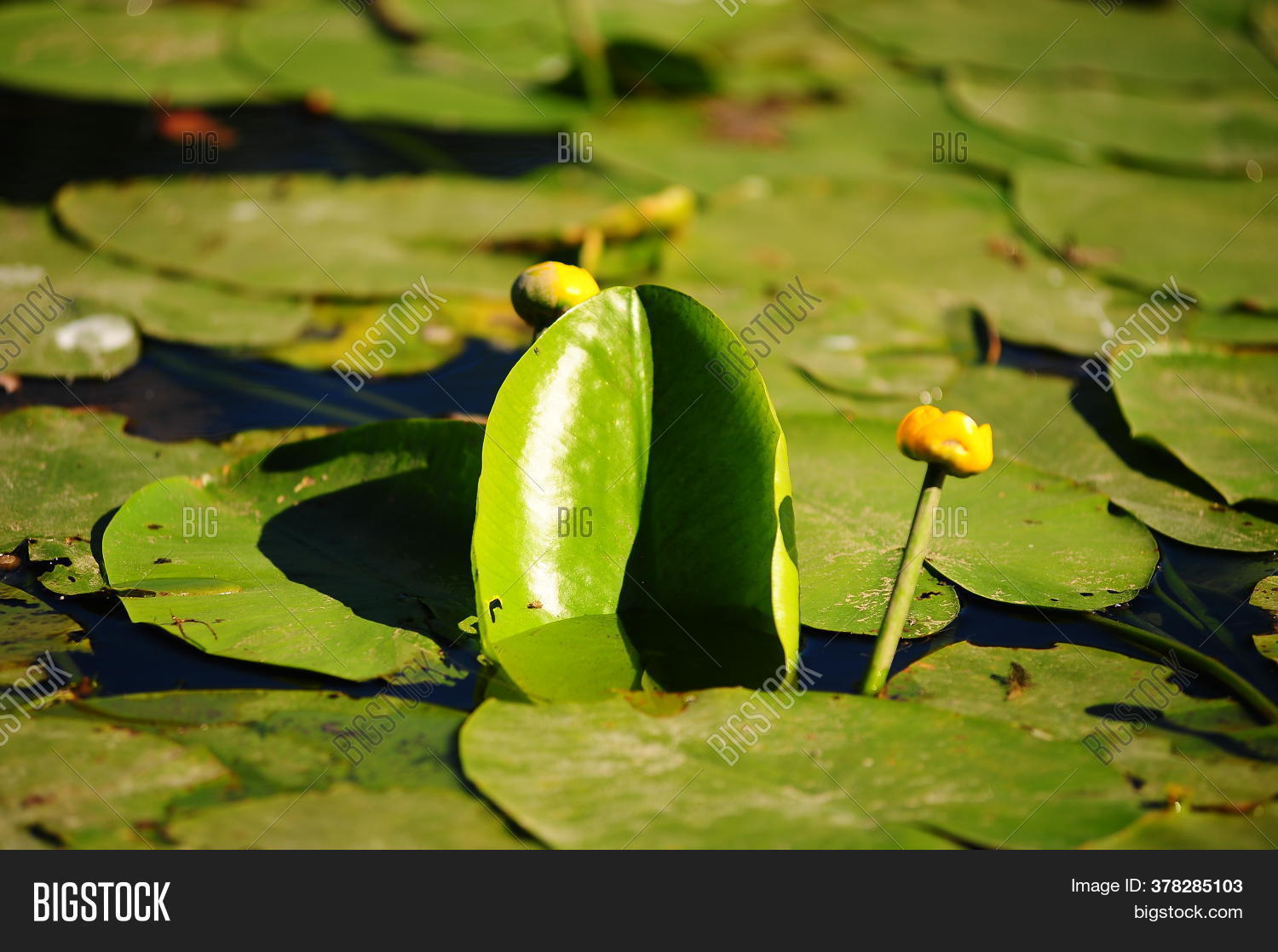 Yellow Flower Capsule Image & Photo (Free Trial) | Bigstock