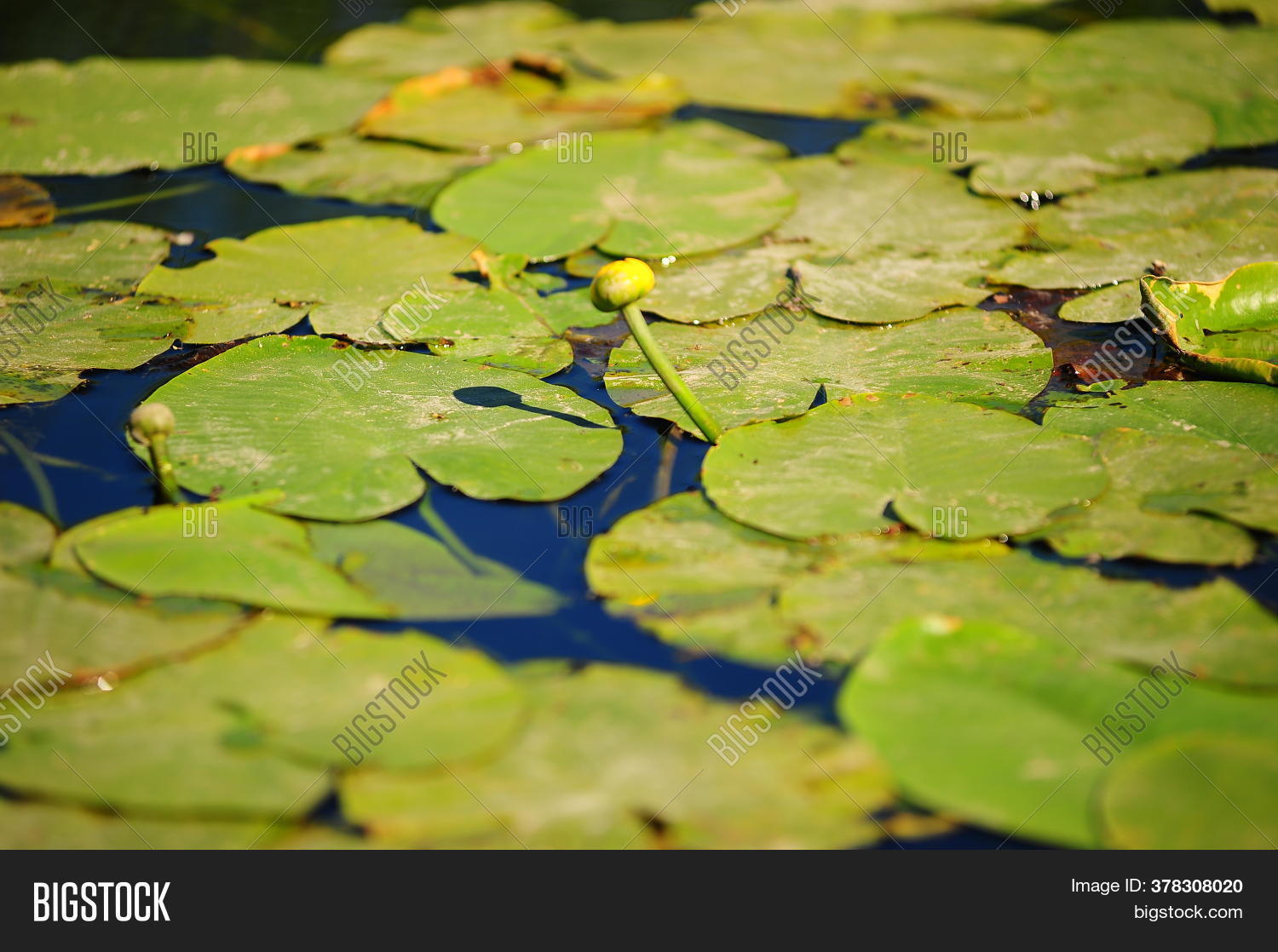 Yellow Flower Capsule Image & Photo (Free Trial) | Bigstock