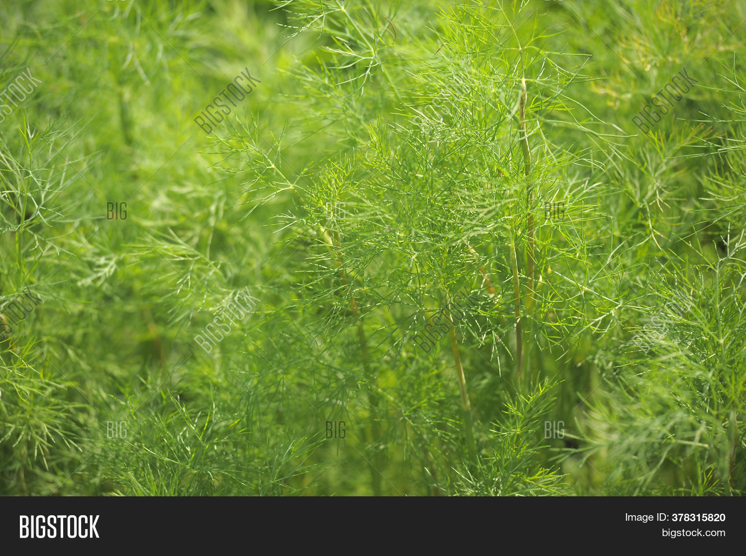 Dill Plant Garden. Image & Photo (Free Trial) | Bigstock
