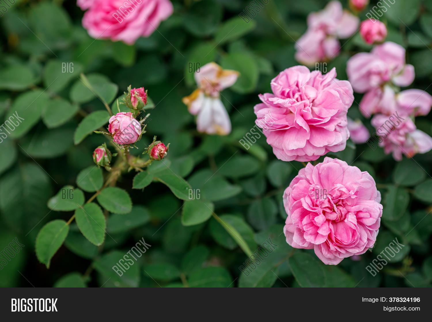 Beautiful Big Pink Image & Photo (Free Trial) | Bigstock