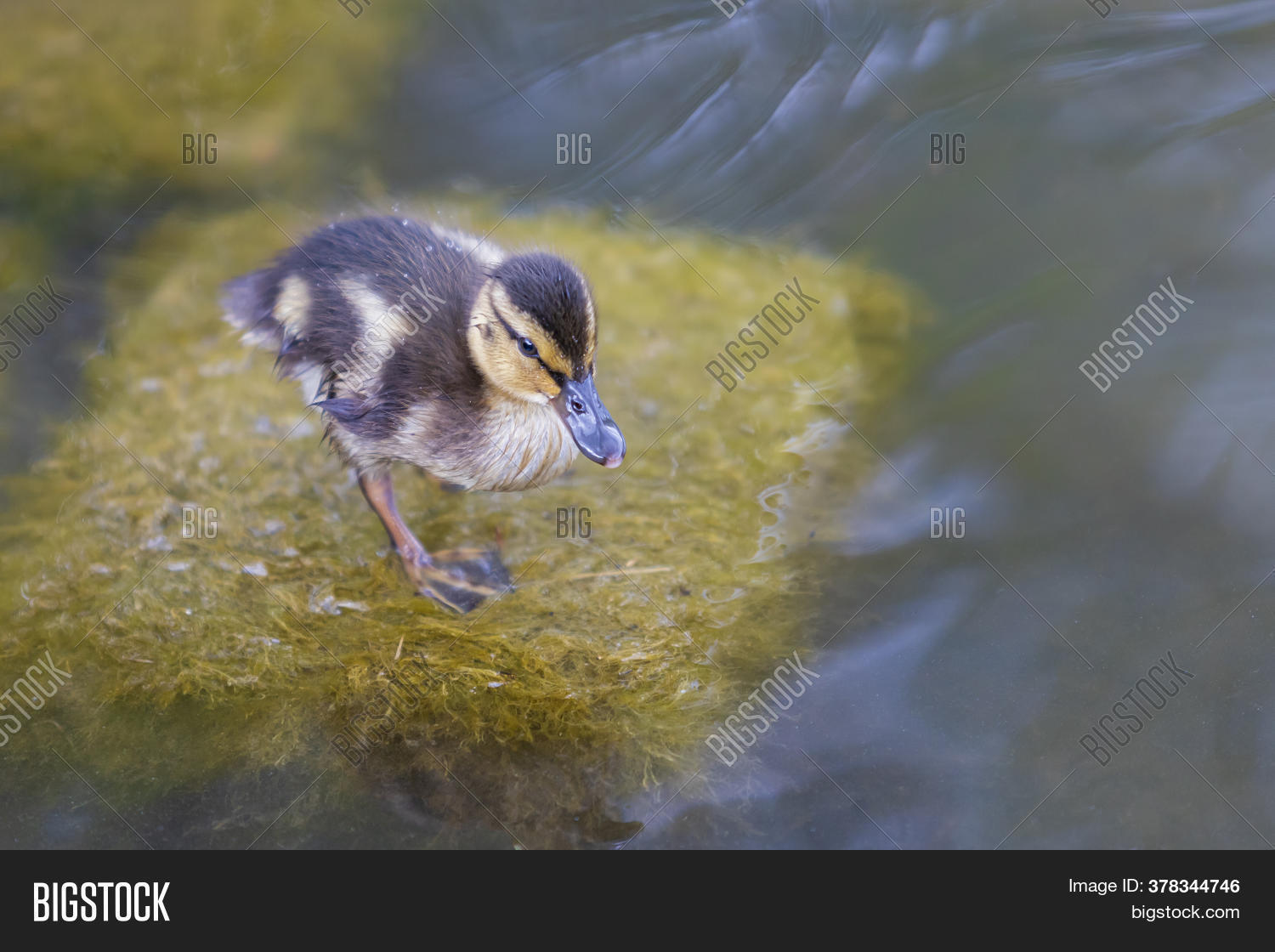 Little Duck By Pond Image & Photo (Free Trial) | Bigstock