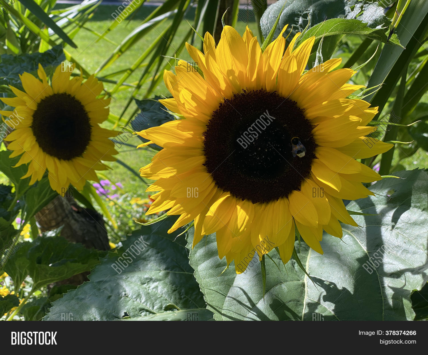 Common Sunflower, Image & Photo (Free Trial) | Bigstock
