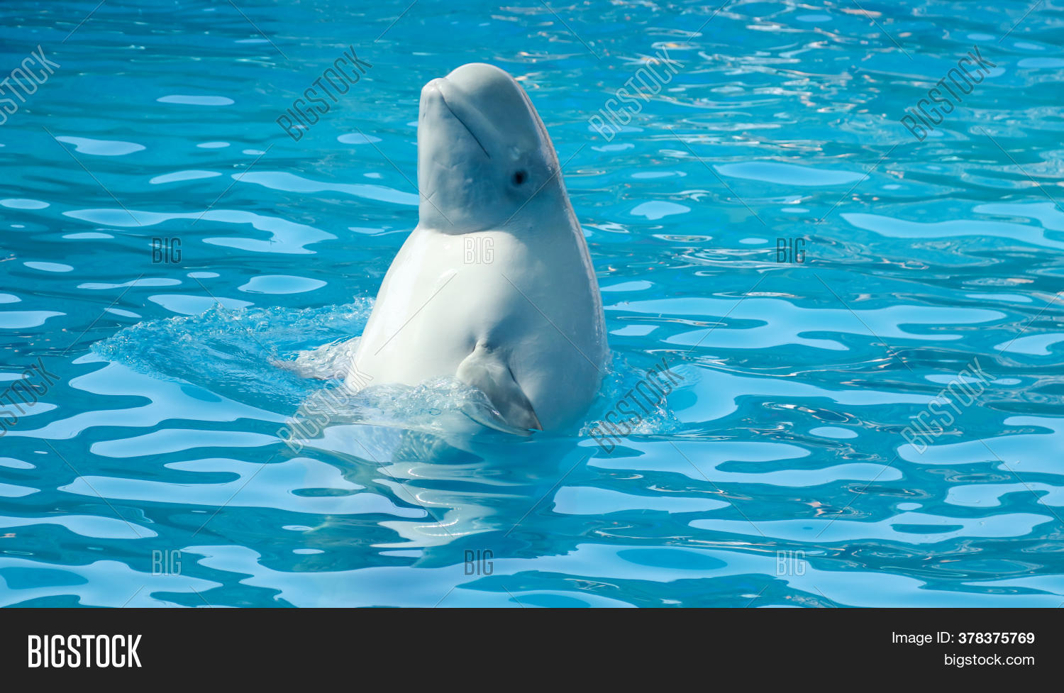 Large White Dolphin Image & Photo (Free Trial) | Bigstock