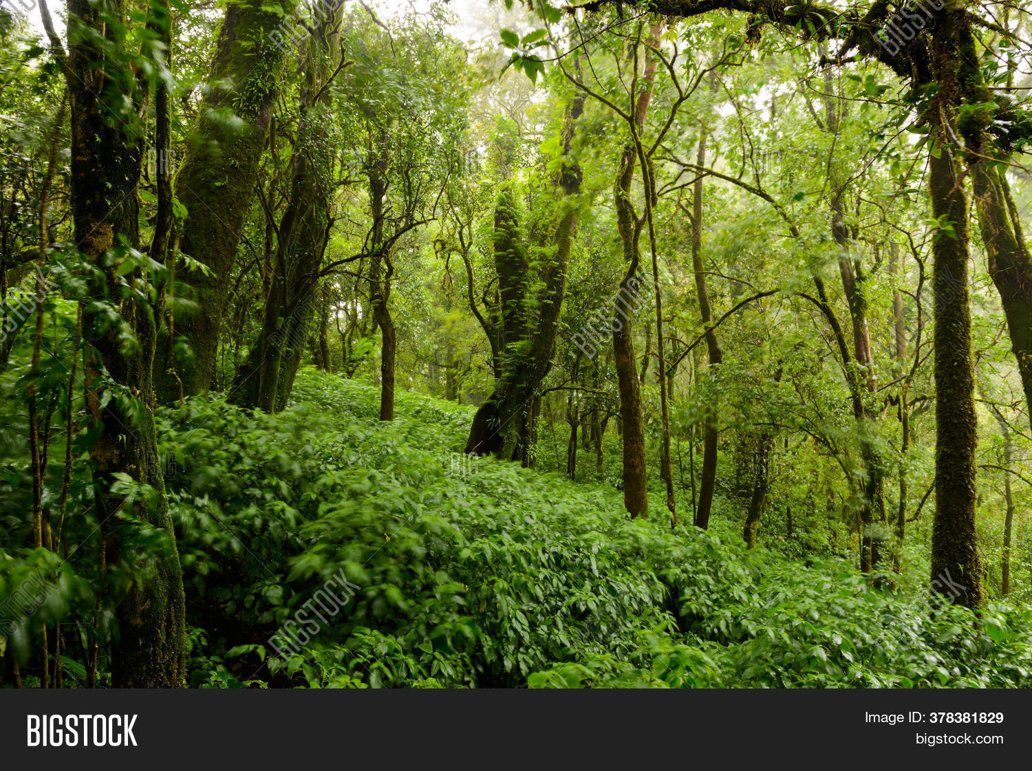 Trees Forests Range Image & Photo (Free Trial) | Bigstock