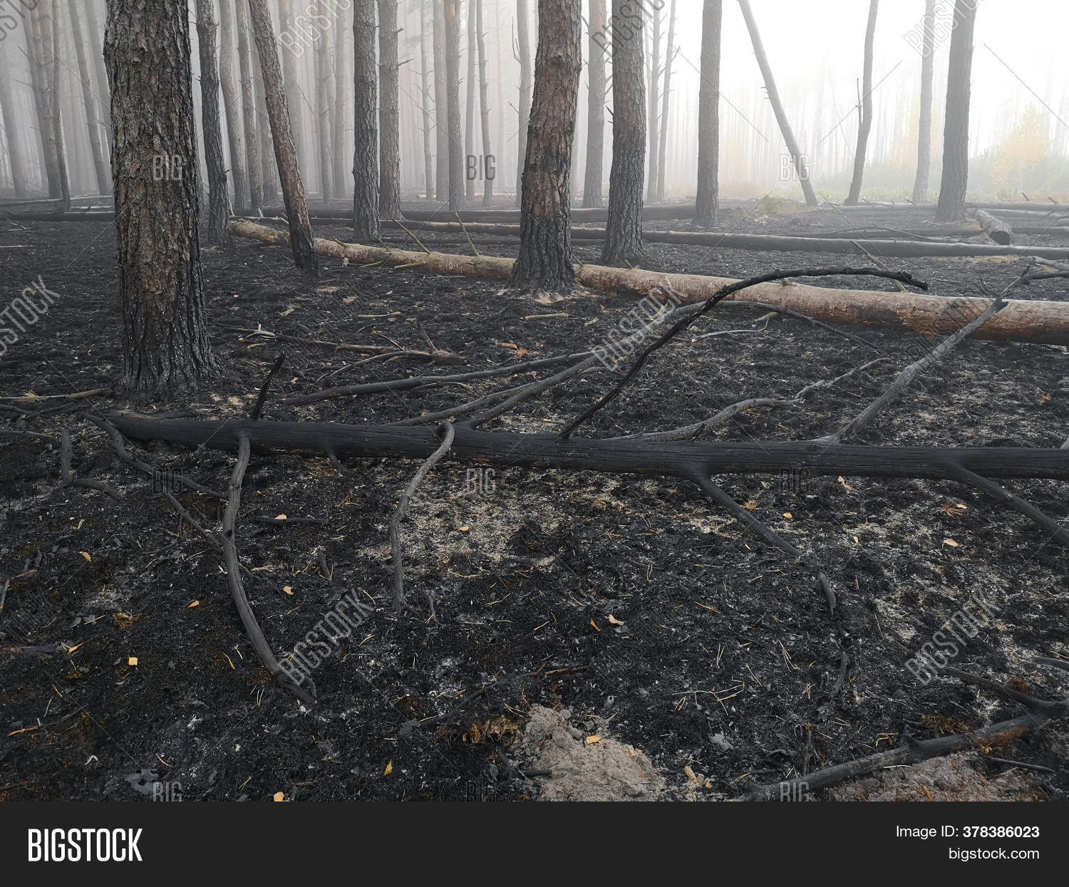 Peatlands On Fire. Image & Photo (Free Trial) | Bigstock