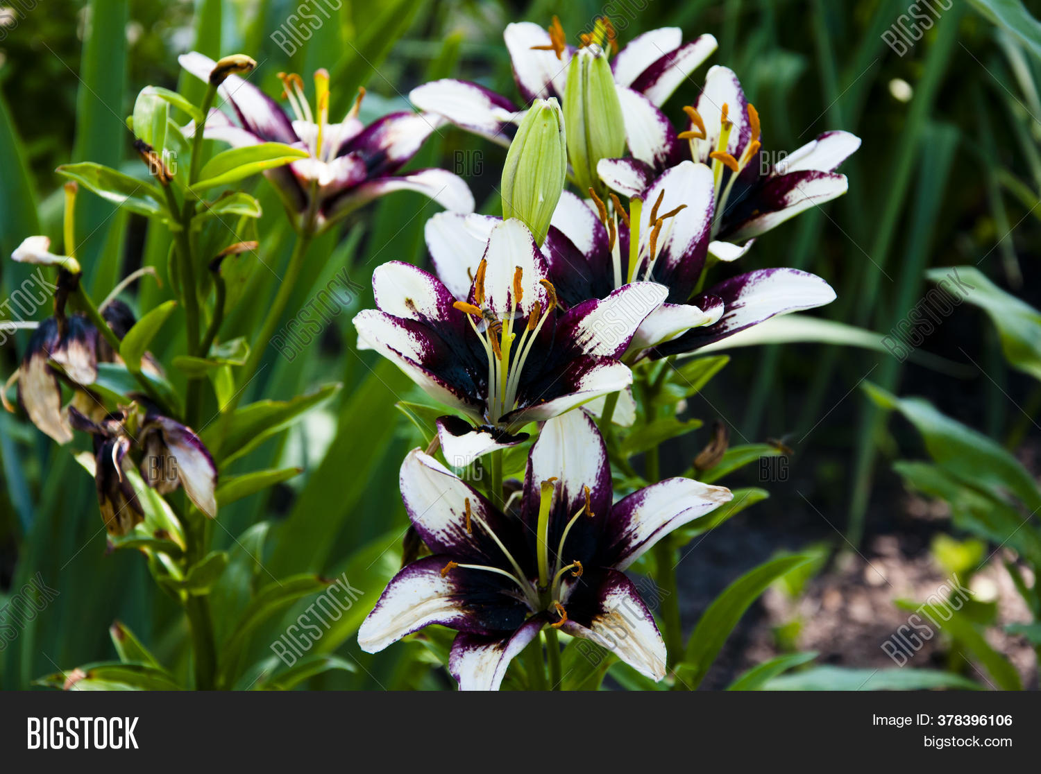 Bright Lily Flower. Image & Photo (Free Trial) | Bigstock