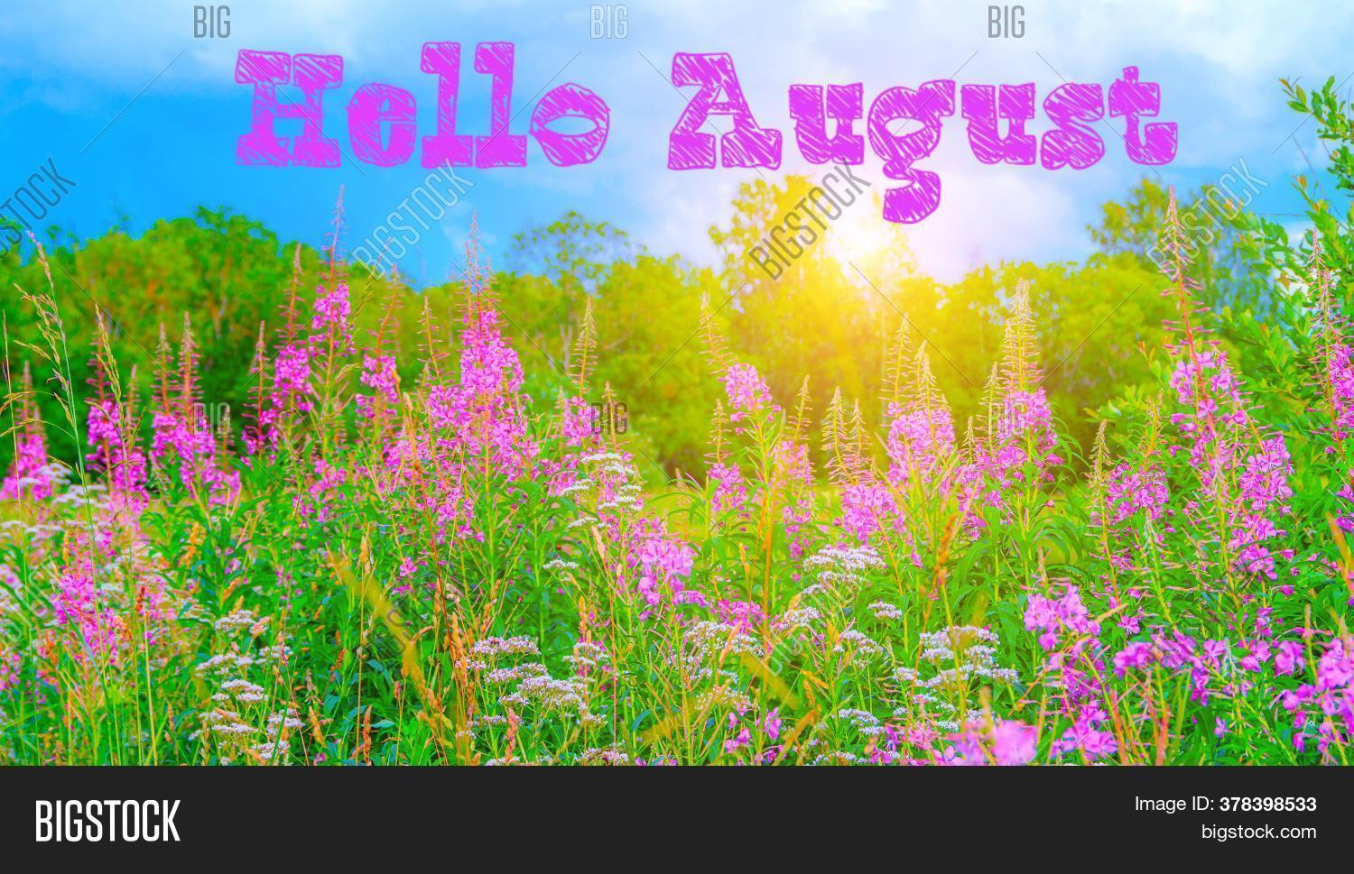 Hello August Banner . Image & Photo (Free Trial) | Bigstock