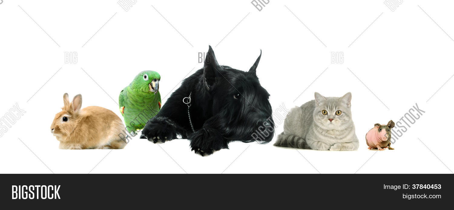 Group Pets Together Image & Photo (Free Trial) | Bigstock