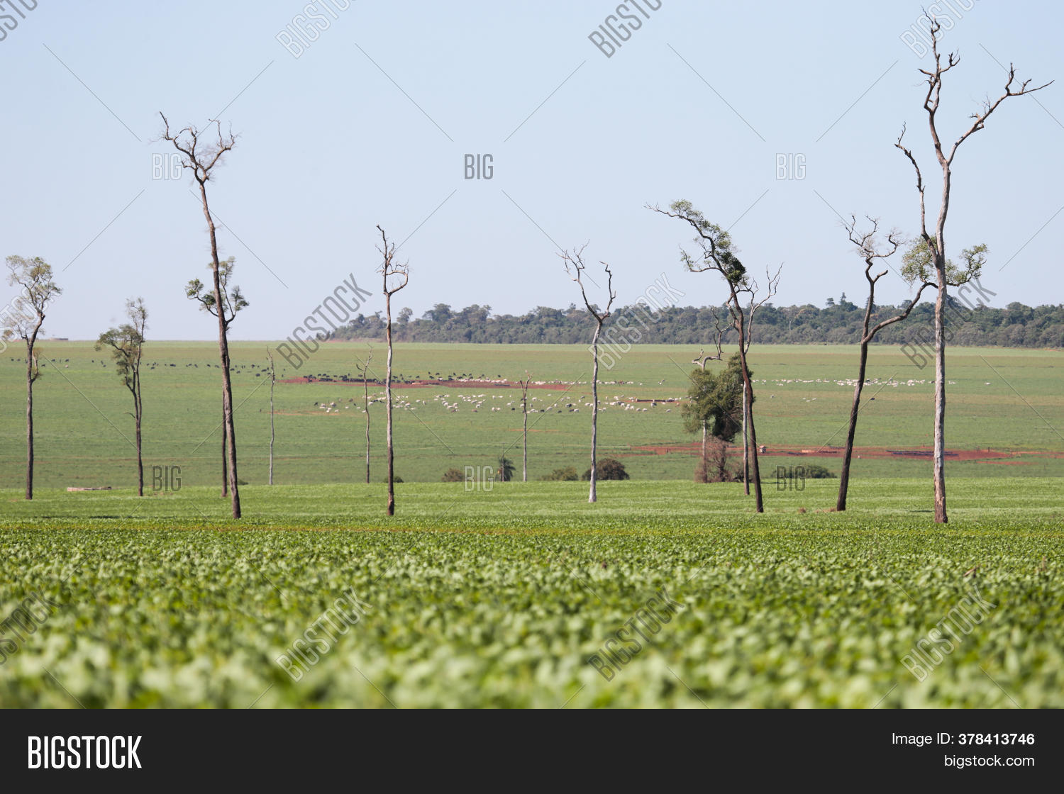 Soy Field Trees Cows Image & Photo (Free Trial) | Bigstock