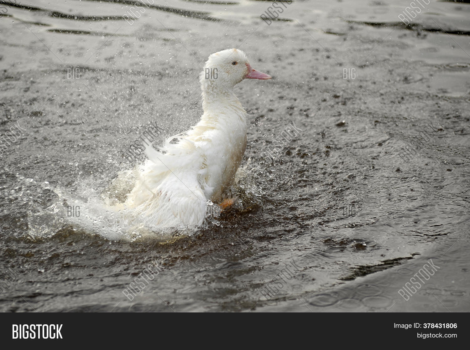 Greylag Goose Taking Image & Photo (Free Trial) | Bigstock