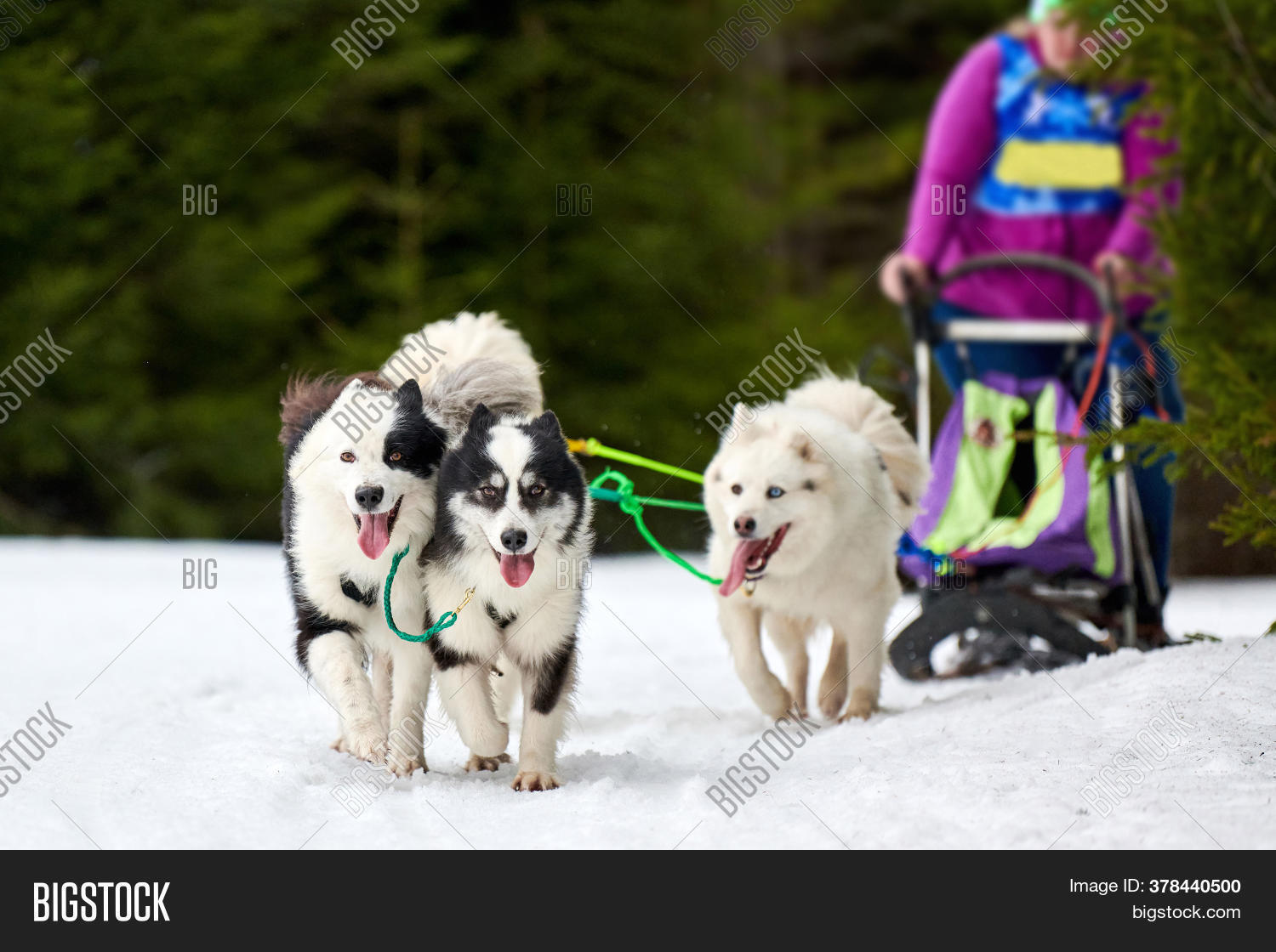 Husky Sled Dog Racing Image & Photo (Free Trial) | Bigstock