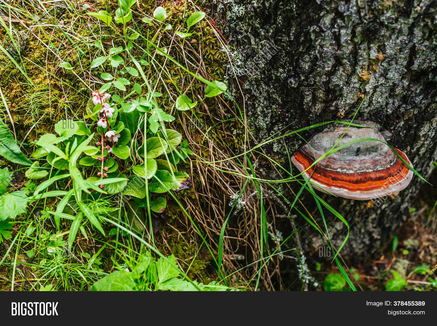 Large Red Polypore Image & Photo (Free Trial) | Bigstock
